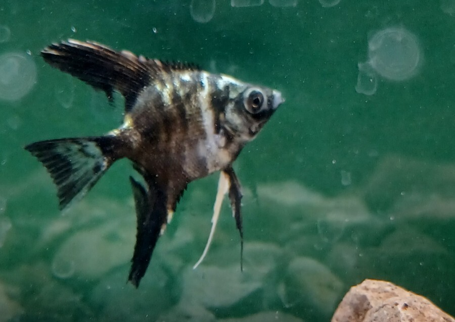 Angelfish Lot of 4 – Electric Blue Marble & Platinum Panda – Live ...