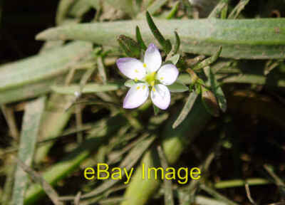 Photo 6x4 Lesser Sea Spurrey (Spergularia Marina) West Barns Found ...