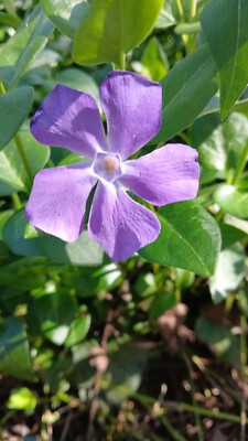 40 Creeping Myrtle Purple Periwinkle Vinca Vines Flowering Plants ...