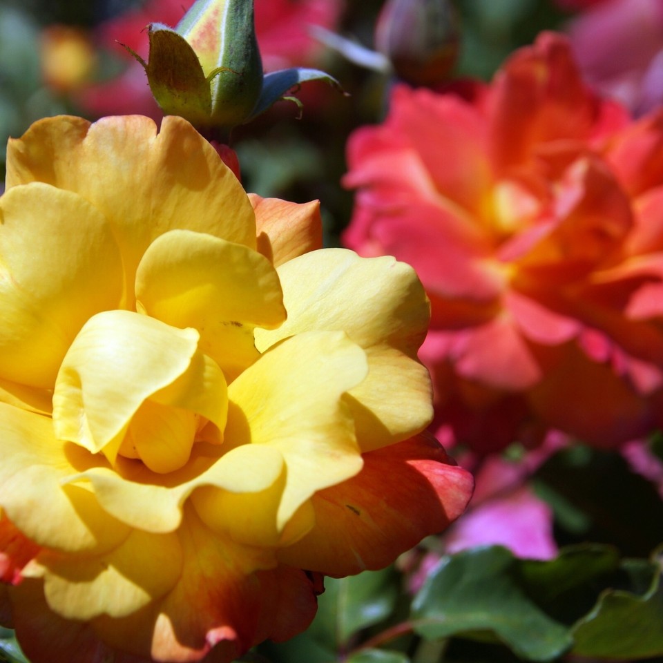Rose Bush Forty-Niner in 3L Pot - Bicolour Red Yellow Compact Upright ...