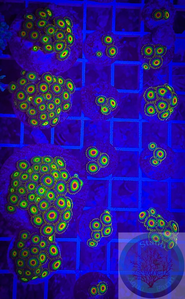 SAF~ Rasta Zoanthid Single Polyp Frag, Palythoa, Paly, Zoa, Coral ...