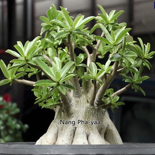 Rare Giant Desert Rose Adenium Arabicum 'Nang Pha-yaa' Short Plant ...