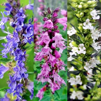 100+ Hyssop ‘Nectar Mix’ Seeds - Tricolor Pollinator Mix - Hyssopus ...