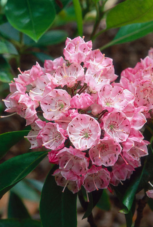 Mountain Laurel Shrub, Kalmia Latifolia, Seeds (Showy Evergreen) | eBay
