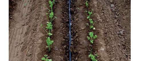 Netafim 5/8" Typhoon Drip Tape Irrigation Line 8" 0.24GPH 15MIL 4000FT ...