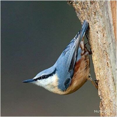 Nuthatch Bird Greeting Card With Sound By Really Wild Cards | eBay UK