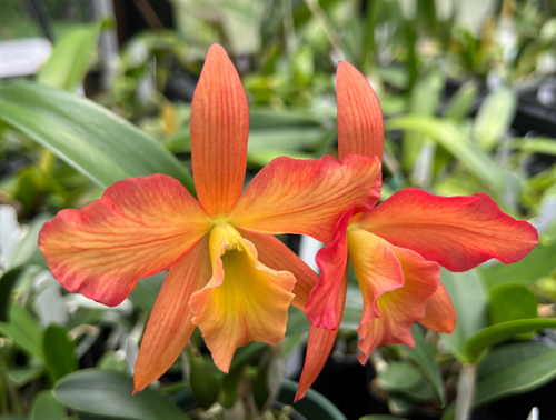 Rby. QF Ka Mana O Ka Lā. Cattleya Hybrid Orchid Plant. Blooming Size ...