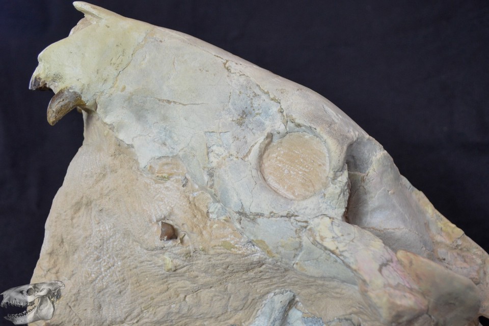 Large Oreodont Skull on Matrix, Eporeodon major, Badlands, SD Fossil ...
