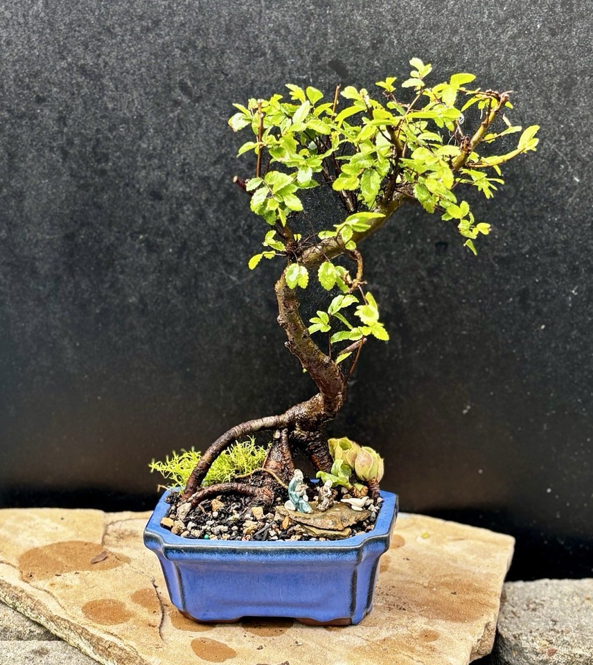 CHINESE ELM BONSAI TREE . EXPOSED ROOTS, CURVED TRUNK- FREE SHIPPING ...