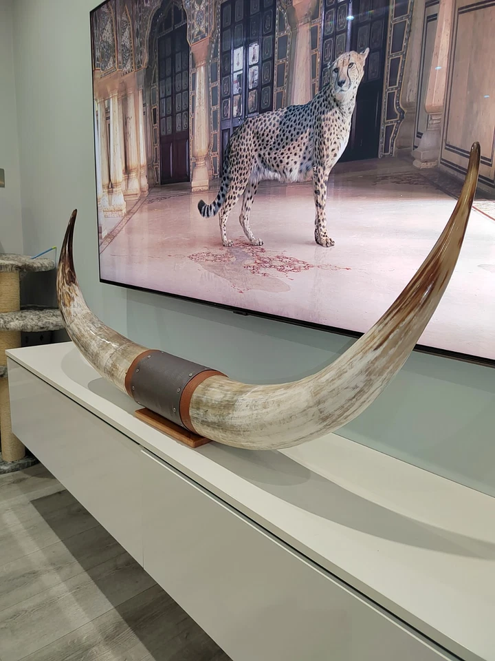 Steer Horns for sale | eBay UK