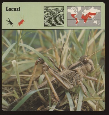 Locust Safari Cards Rencontre Insects | eBay