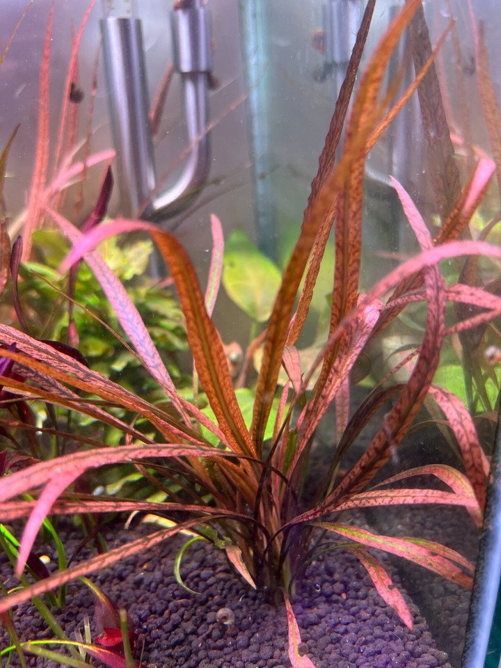 Cryptocoryne Spiralis Tiger Rare Live Aquarium Plants | eBay