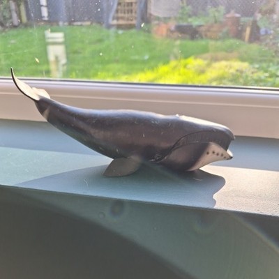 Bowhead Arctic Whale Sealife Toy Model Figure by CollectA 2014 | eBay UK
