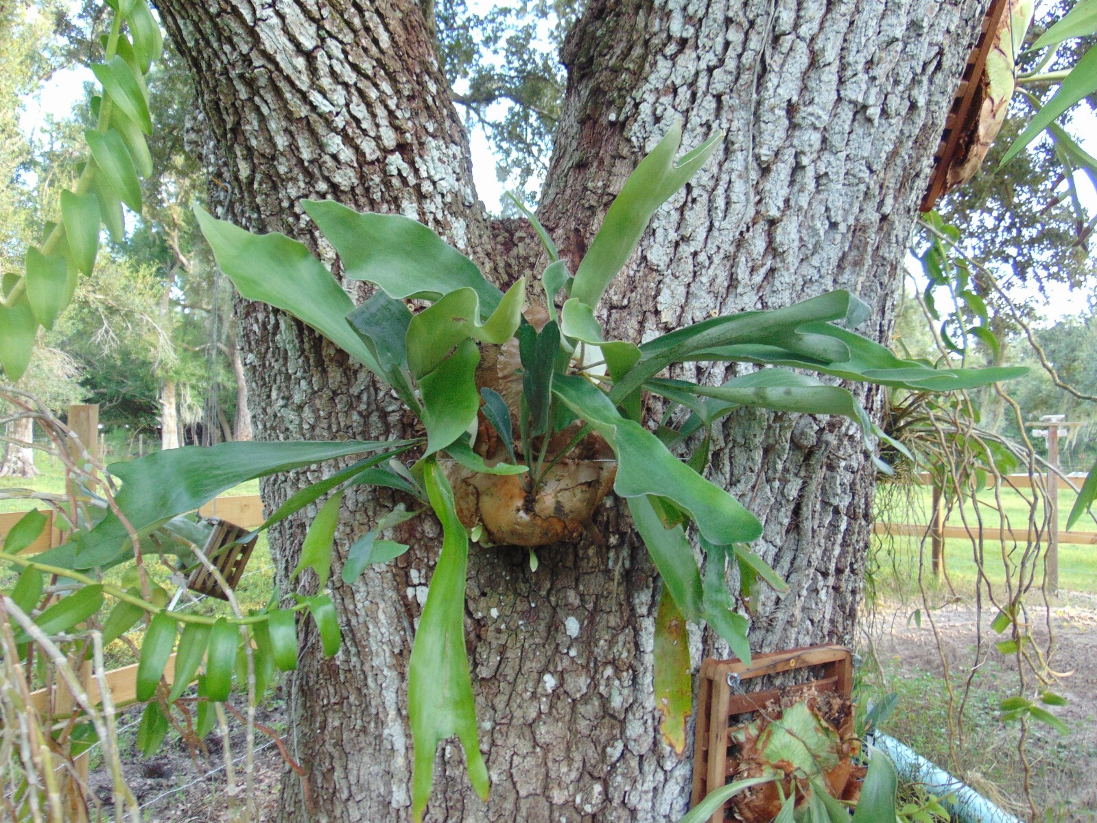 Platycerium bifurcatum SPECIES STAGHORN FERN Bare root 6 or 7 PLANTS AA ...