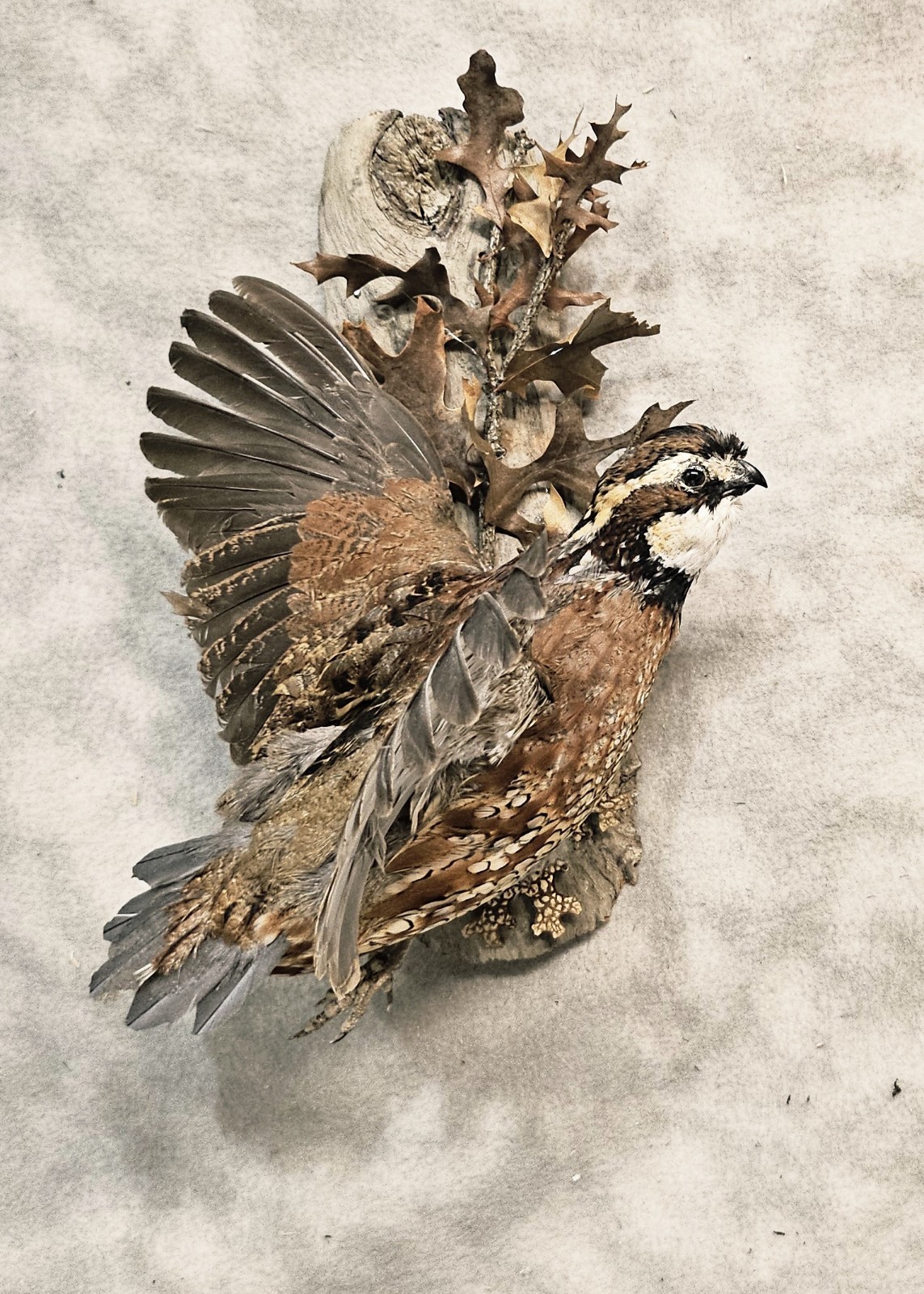 Flying Bobwhite quail grouse pheasant taxidermy bird art | eBay