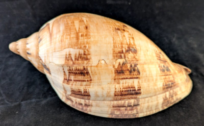 Cymbiola magnifica Volute Sea Shell 209 mm NSW Magnificent Volute | eBay