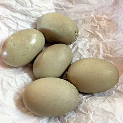 3 Fertile Cayuga + Cayuga Mix Duck Hatching Eggs - Rare Grey/Black Egg ...