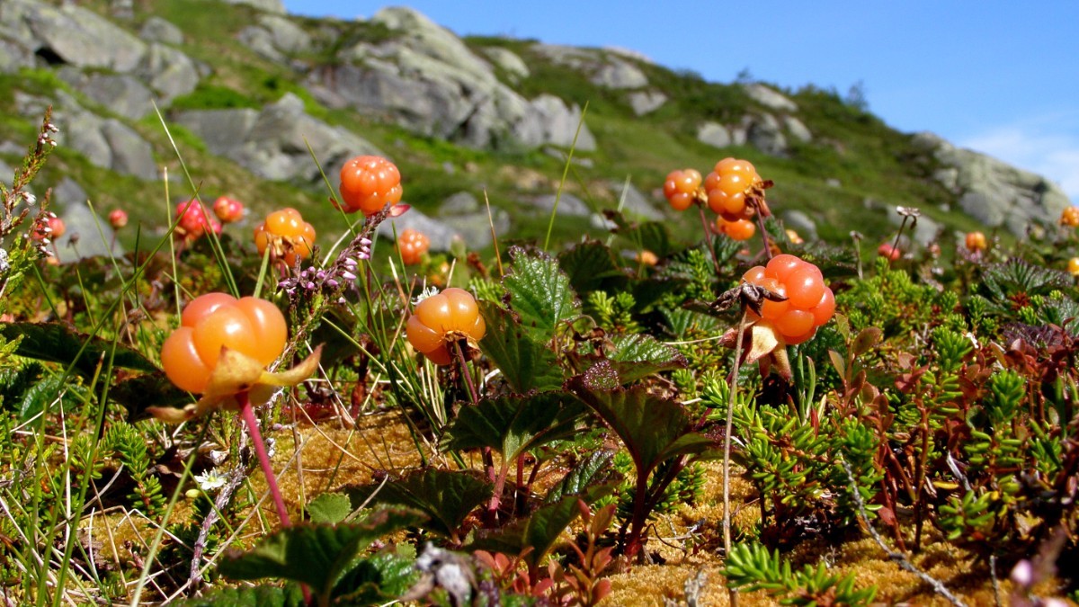 Cloudberry Jam from Lerum, Norway Hjortronsylt, Hilla, Molte, Multe ...