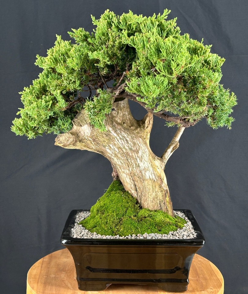 Juniper Bonsai Tree 20"H-Phoenix Graft Outdoor Evergreen Juniper ...