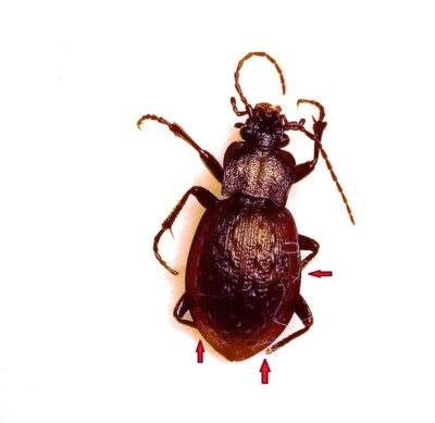 Carabidae CARABINAE Carabus (Tomocarabus) fraterculus gaixianensis Li ...