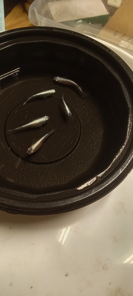 Platnium Blue Miyuki Medaka Rice Fish Eggs 85+ Fertilized | eBay