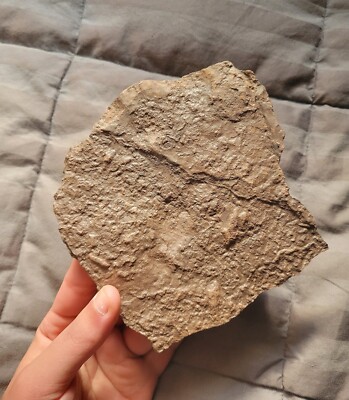 Rare Multi Batrachopus Jurassic Tracks Fossil Reptile Footprints UBC ...