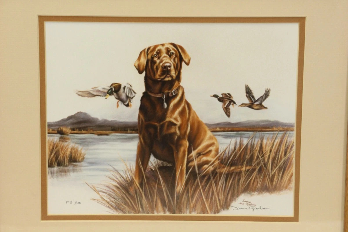 Yellow Labrador Hunting