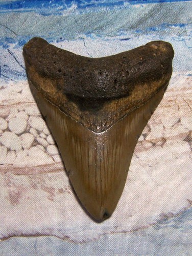 MEGALODON Shark Tooth 3 1/2" sharks teeth BIG jaw fossil REAL megladon ...