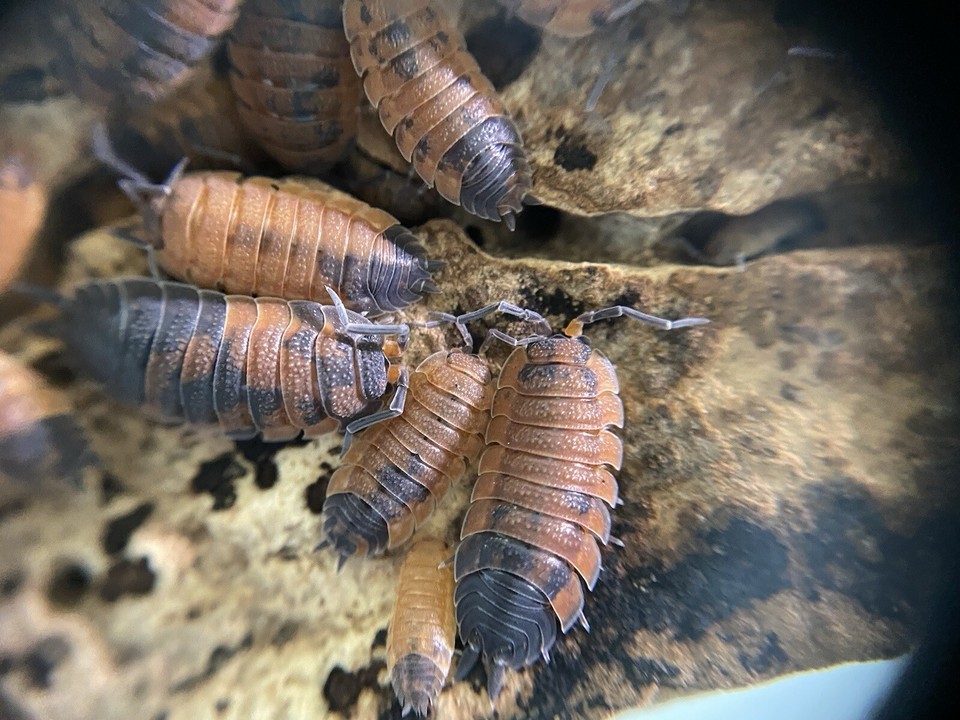 Lava isopods p.scaber 10ct | eBay