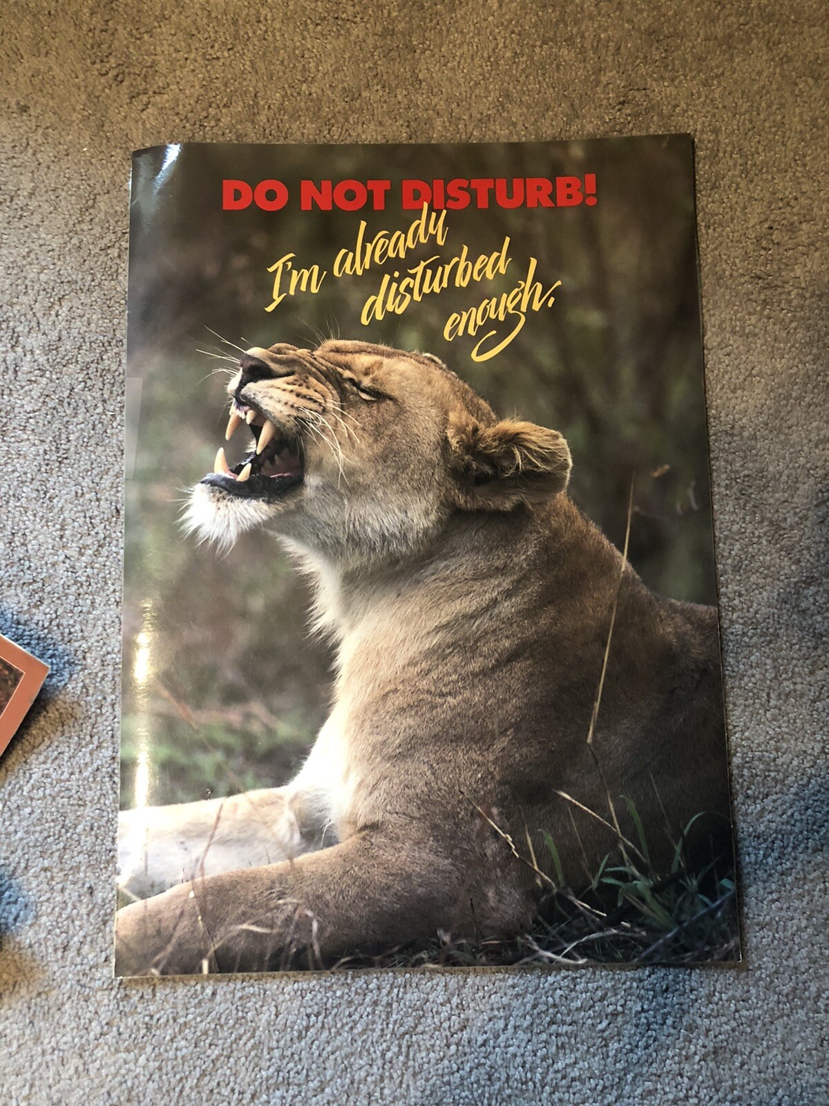 vintage argus posters Lot Of 6 Inspirational Tiger Cats 14x21 Laminated ...
