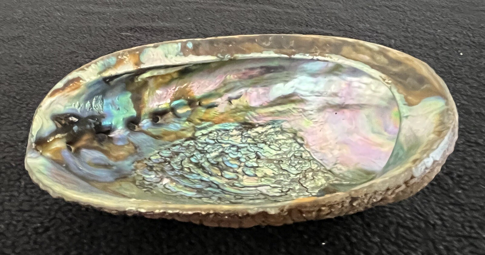 Green Abalone Sea Shell One Side Polished | Grelly USA