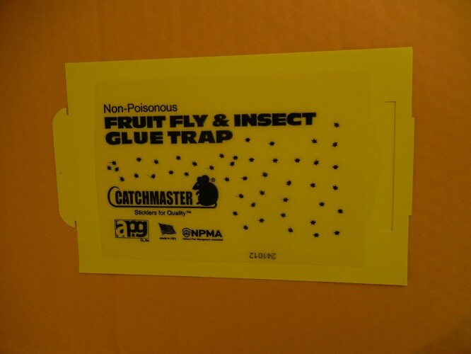 100 Catchmaster Fruit Fly Insect Glue Traps 100FF | eBay