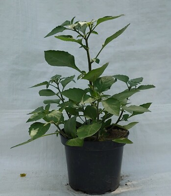 Wonderberry, Sunberry, Solanum burbankii plant in a 17cm.- 2 Litre Pot ...