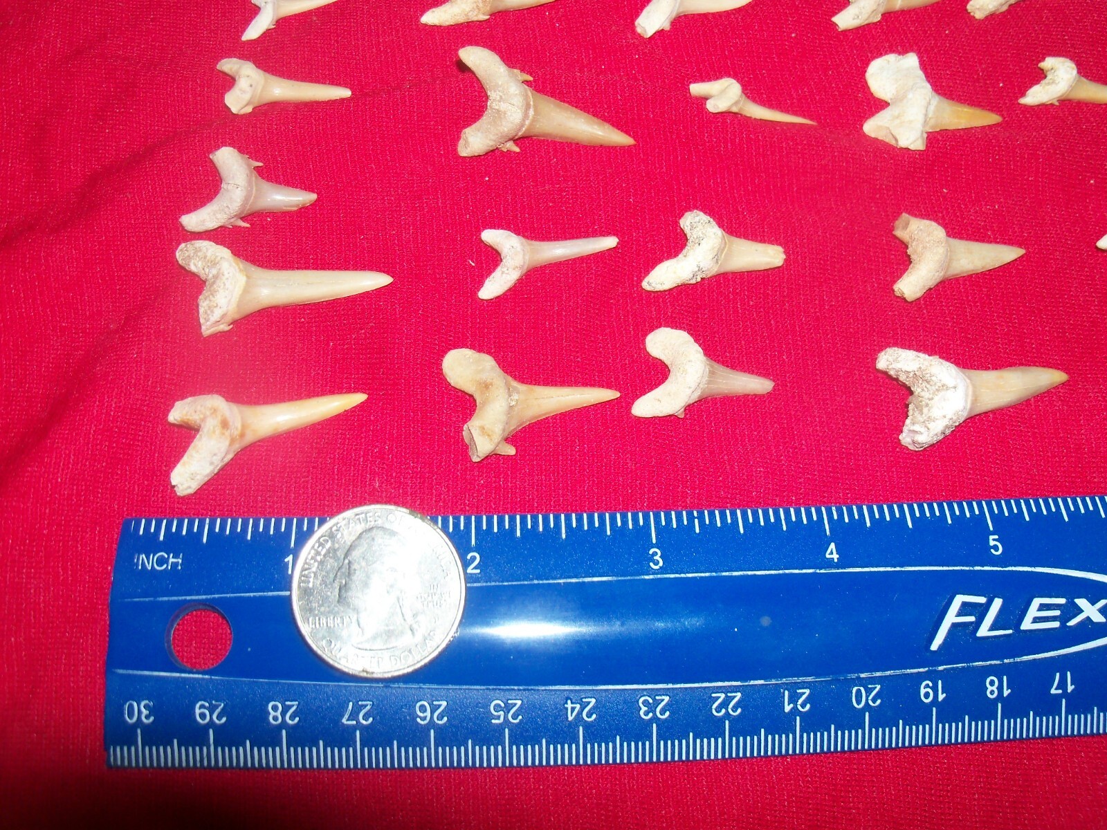 100 fossil Moroccan shark teeth per lot. A grade teeth | eBay