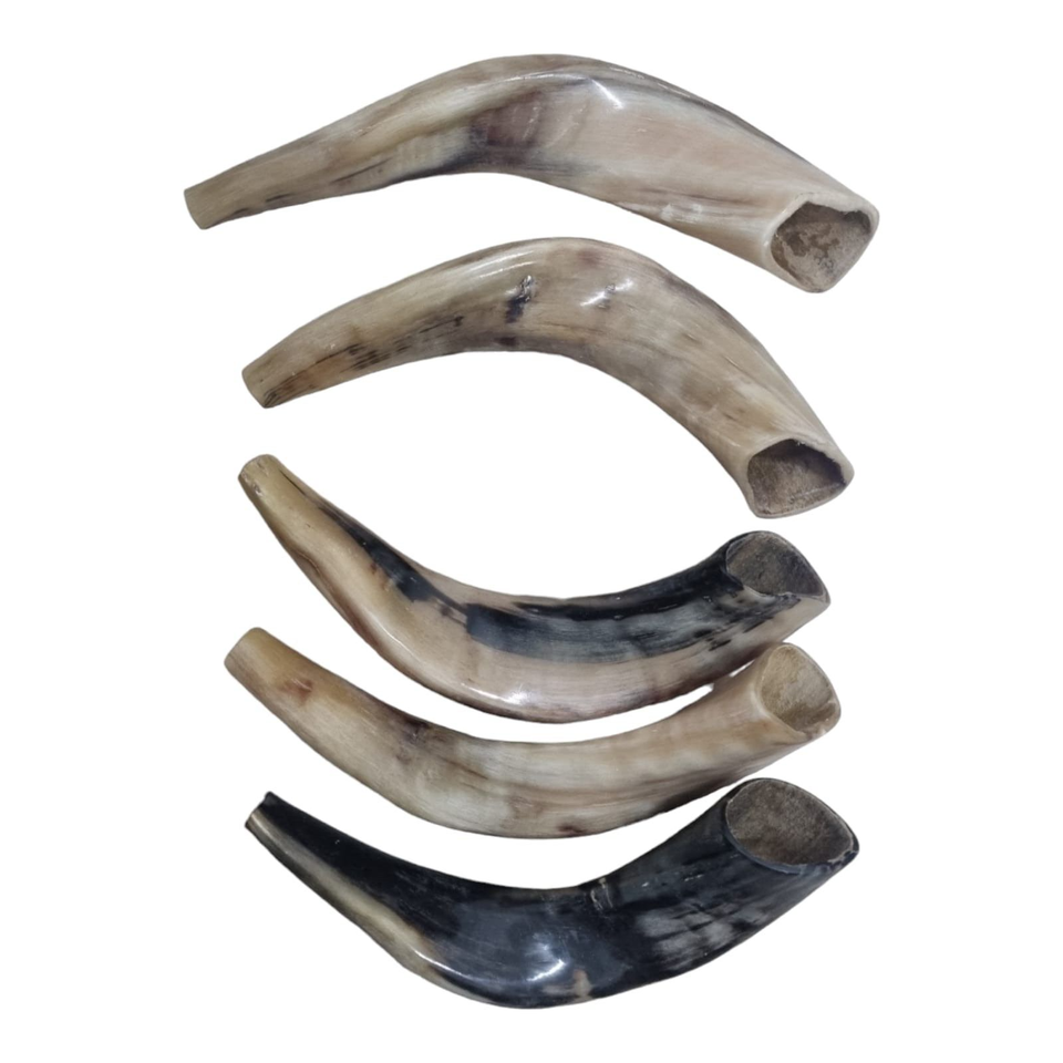 Sale For 5 x Rams Ram Ram's Horn Shofar 12-14" Clear Sound Shofars ...