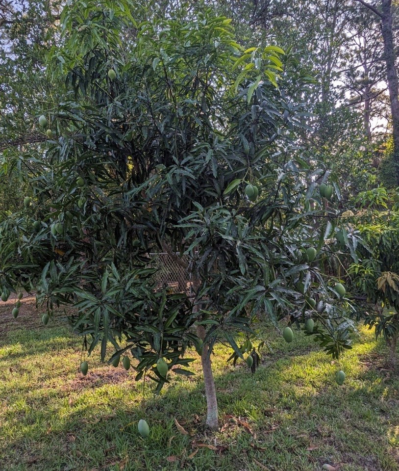 6 Mango Scion Grafting Cuttings -Bud Wood For Grafting - 2 Varieties | eBay