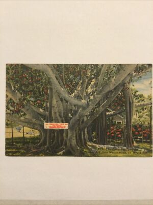 Postcard Linen The Great Banyan Tree, Thomas Edison Winter Home, Ft ...