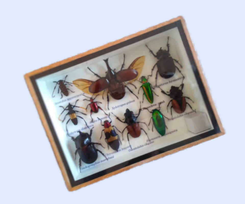 Taxidermy Framed Mixed Insects Collection in Wood & Glass Frame – 6" x ...