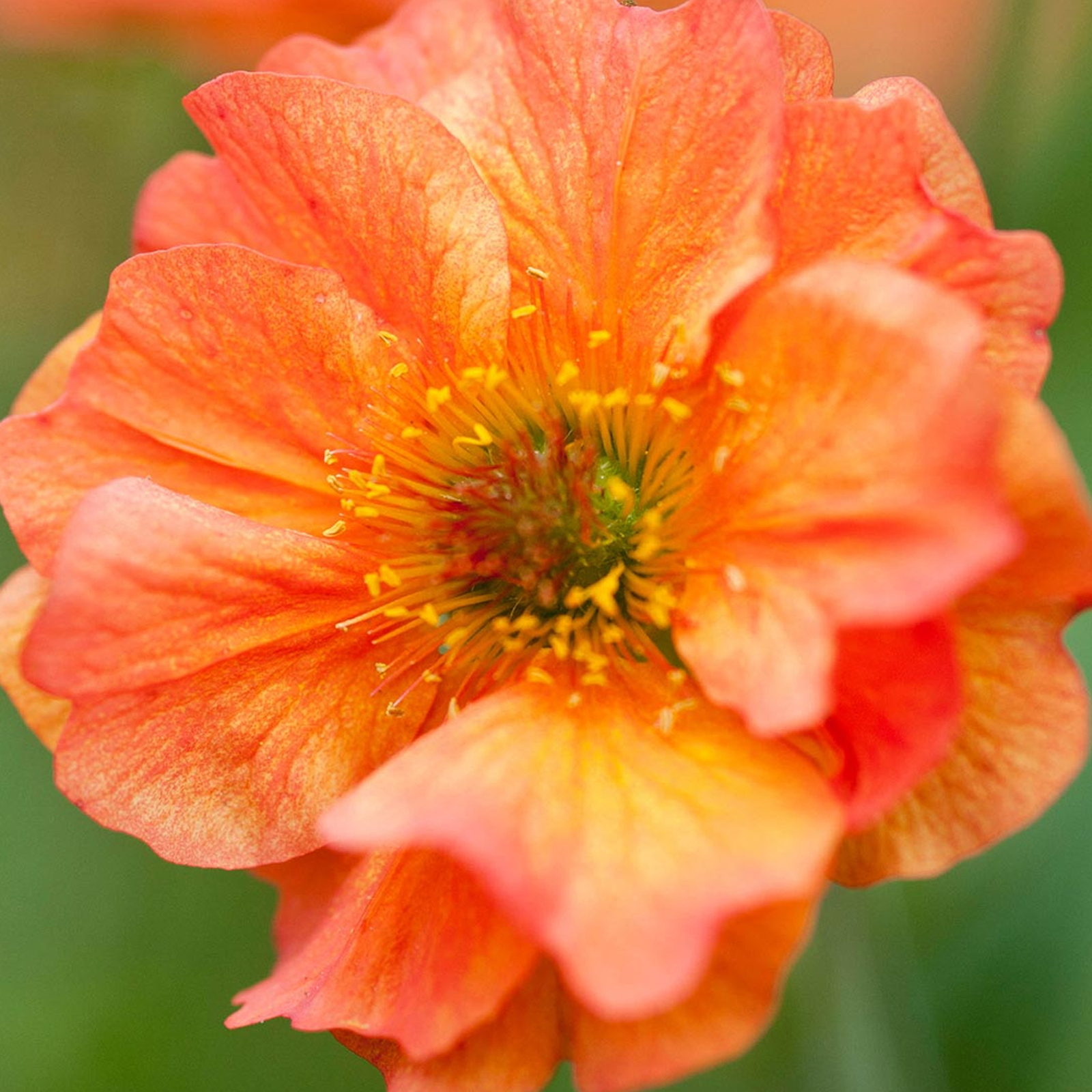 Geum Totally Tangerine Avens Hardy Outdoor Perennial Garden Plants in ...