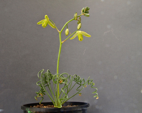 Rare Succulent - Albuca spiralis - 50 Seeds $ 25.00 | eBay