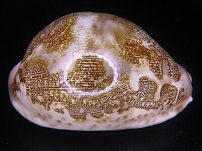 CYPRAEA PANERYTHRA: THICK CALLOUSING @ 77.0MM! | eBay