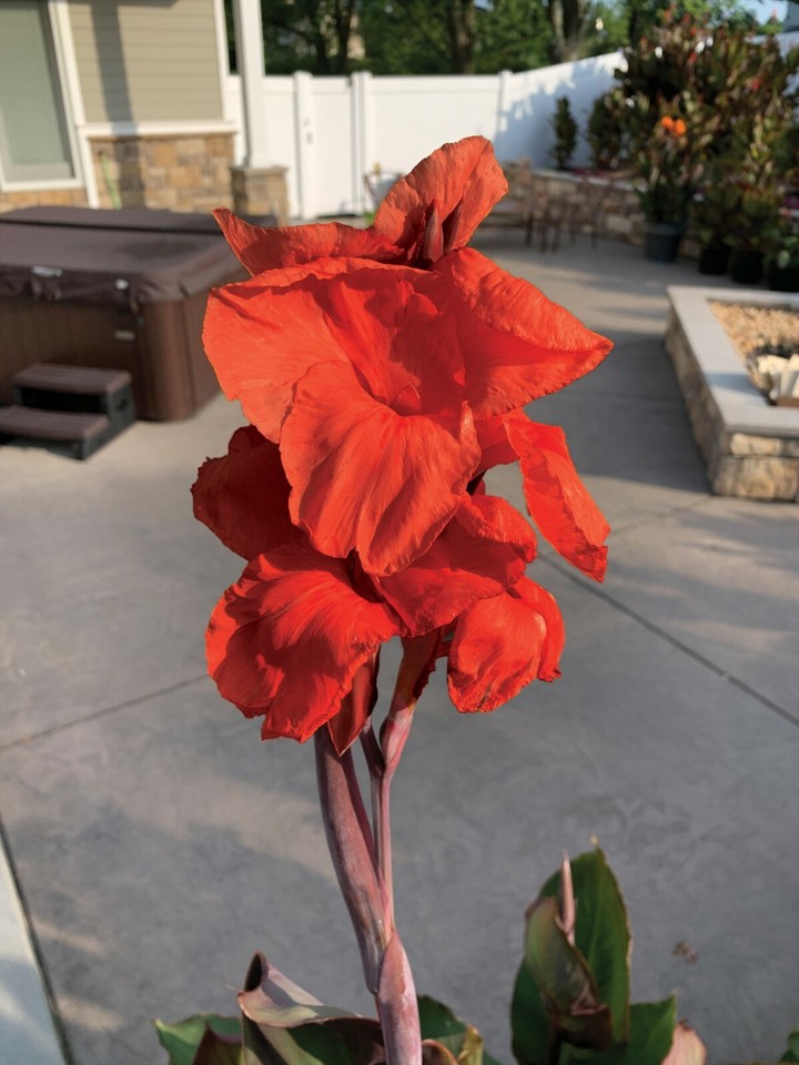 Very RARE - GIANT RED KING CANNA BULBS 8-12 FEET TALL, (10) Bulbs Ready ...