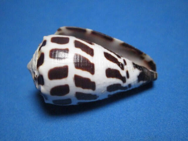 Conus ebraeus (LINNAEUS,1758) "HEBREW CONE; HAWAIIAN ISLANDS" (37.4mm ...