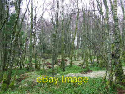 Photo 6x4 Square Wood Inverkip Despite being on a steep slope Square ...