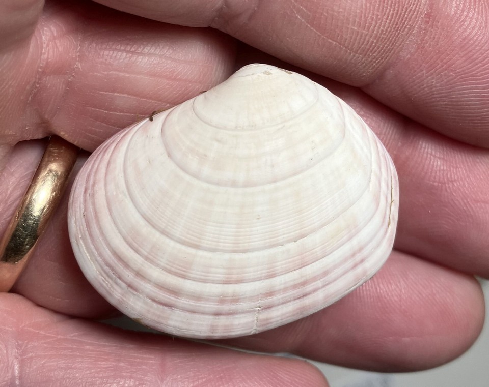 Alaska Sea Shell collection. Lot 15. 14 unique sea creatures from S.E ...