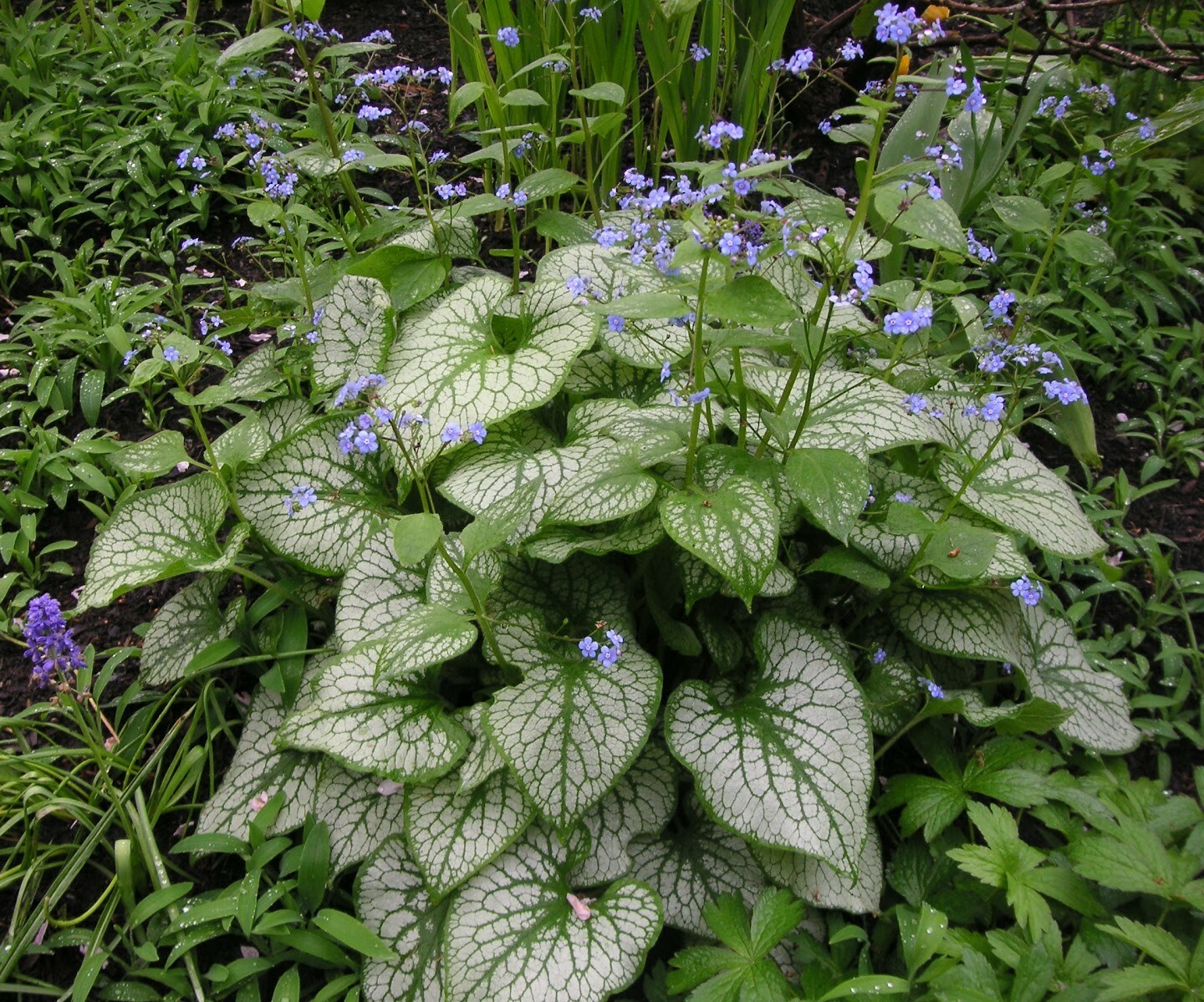 Brunnera macrophylla 'Jack Frost' or other silver , forget-me-nots 9cm ...