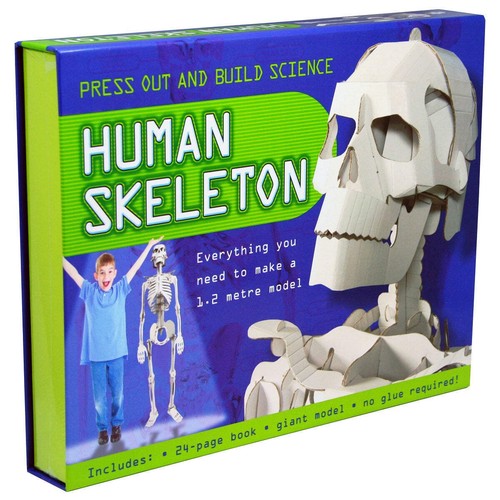 Press Out And Build - Human Skeleton | eBay Australia