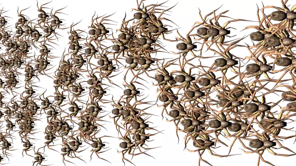 Swarm of Spiders, Halloween Projection Coupon for Files REVISED-JON ...