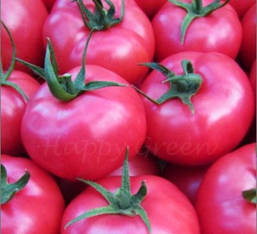 VEGETABLE PINK TOMATO SEEDS - 80 SEEDS - MALINIAK - RASPBERRY TOMATO ...