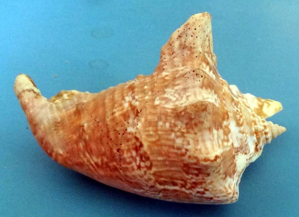 SEA SHELL - STROMBINIDAE - STROMBUS RANINUS 92mm | eBay